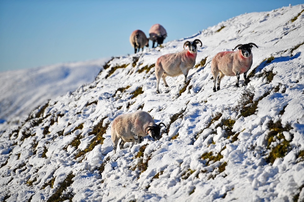 24 belle foto di animali nella neve - Il Post