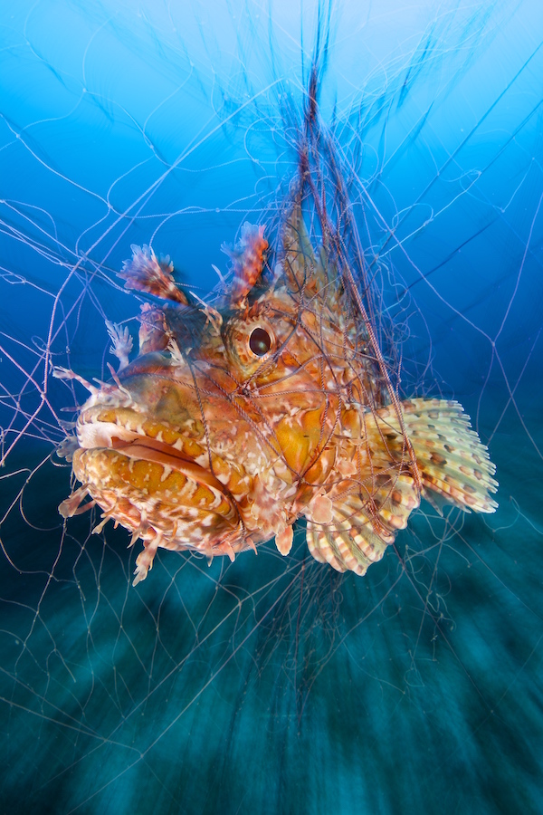 Grandi fotografie scattate sott’acqua - Il Post