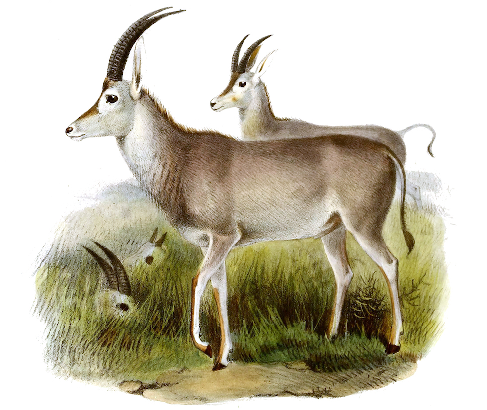 Animali che non lo sono più - Il Post