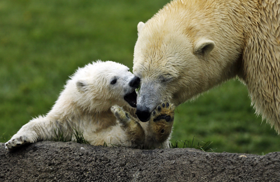 Come s’insegna a un orso polare a usare un tapis roulant