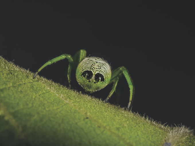 I ragni fotografati da vicino non sono così male - Il Post