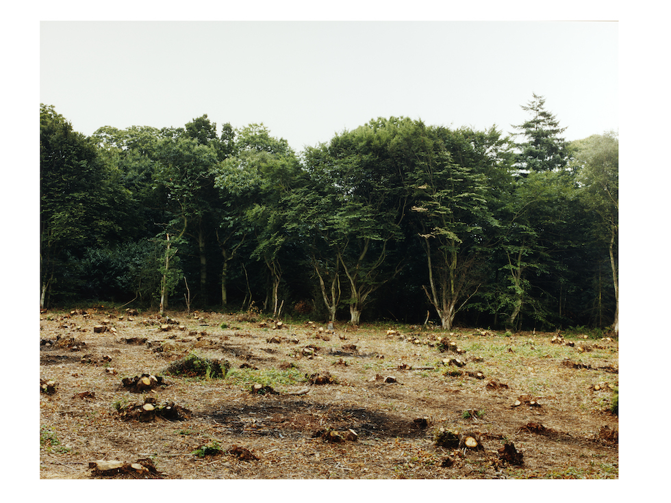 Alberi ritratti da grandi fotografi - Il Post