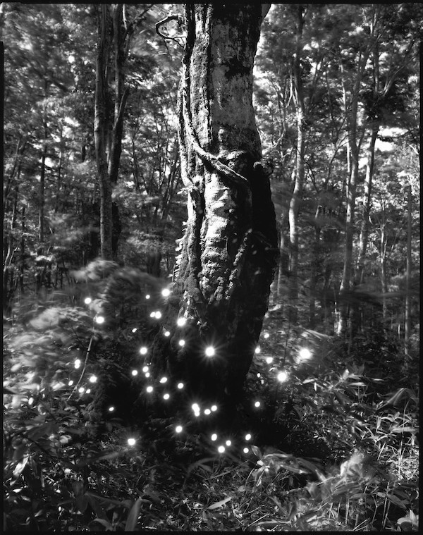 Alberi ritratti da grandi fotografi - Il Post