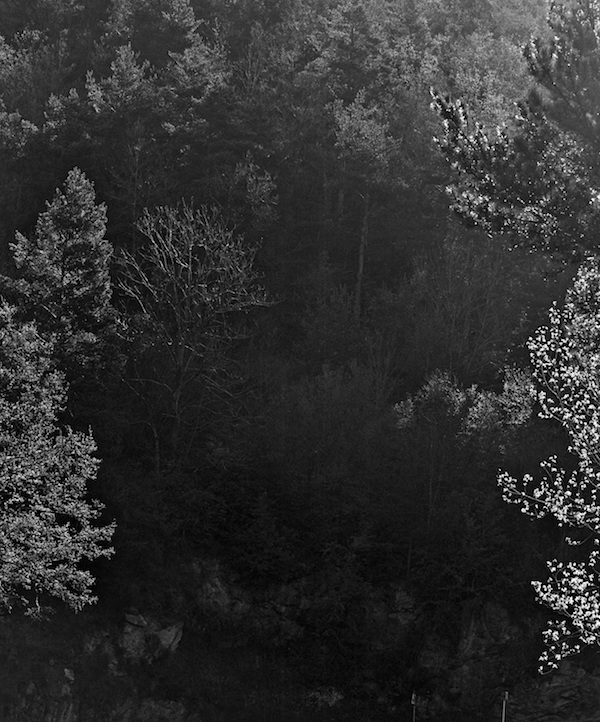 Alberi ritratti da grandi fotografi - Il Post