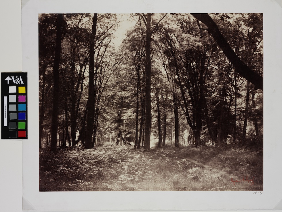 Alberi ritratti da grandi fotografi - Il Post