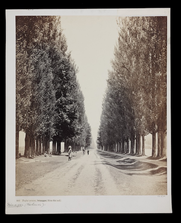 Alberi ritratti da grandi fotografi - Il Post