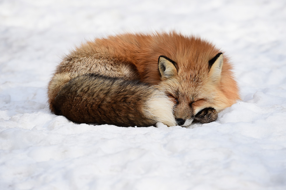Animali e neve, non si sbaglia mai - Il Post