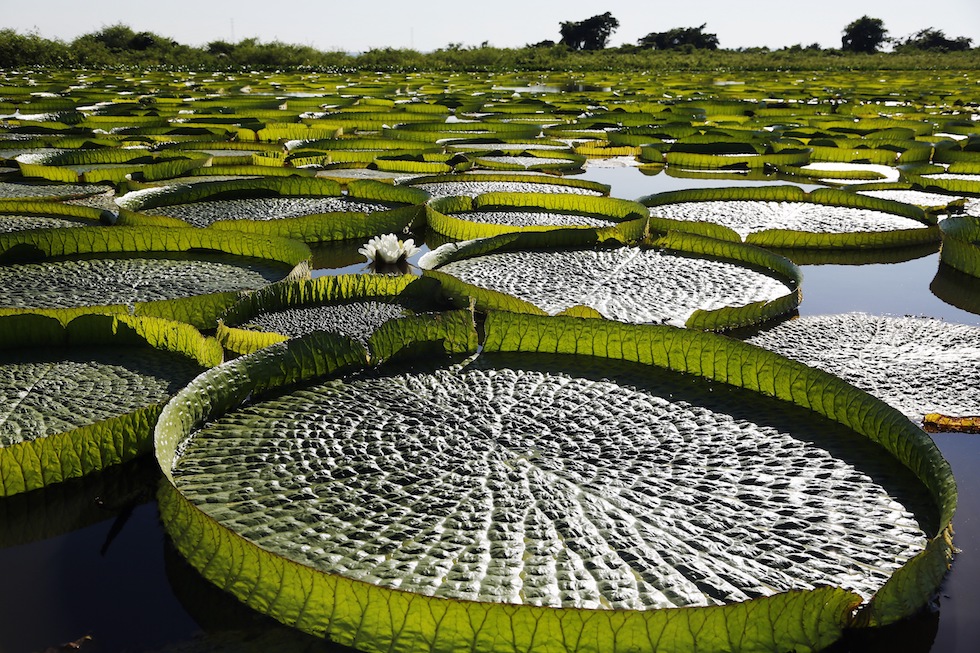 Le ninfee in Paraguay sono giganti - Il Post