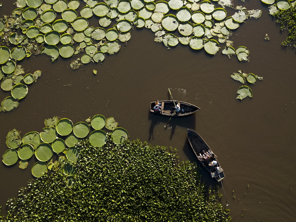 Le ninfee in Paraguay sono giganti - Il Post