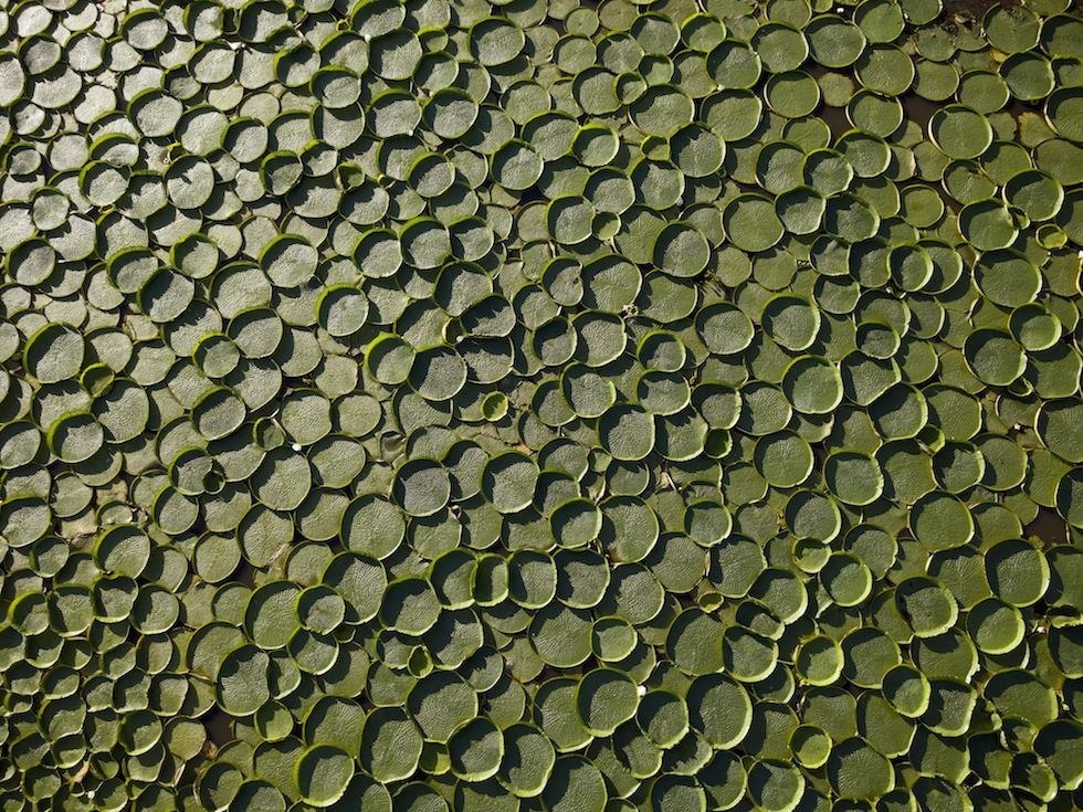 Le ninfee in Paraguay sono giganti - Il Post