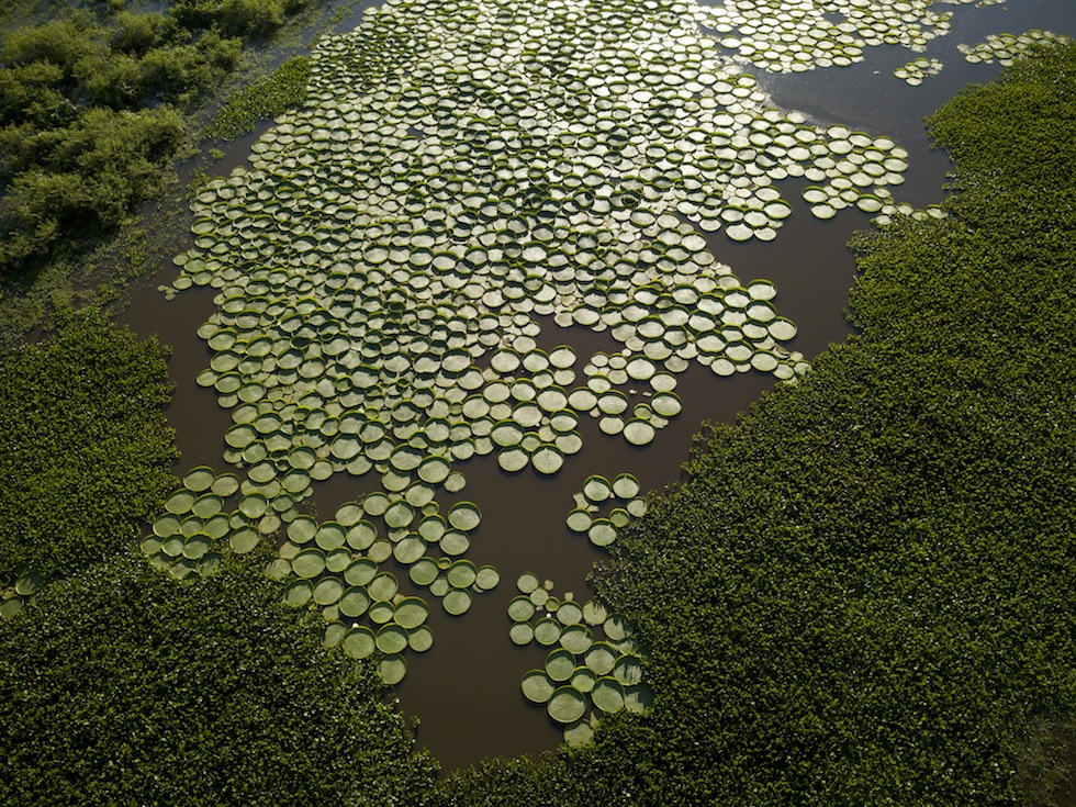 Le ninfee in Paraguay sono giganti - Il Post