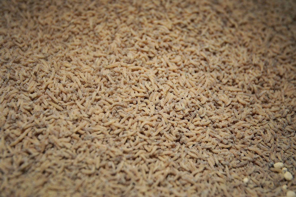 Tutto sulle mosche - Il Post