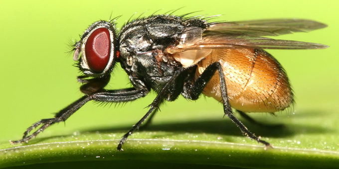 Tutto sulle mosche - Il Post