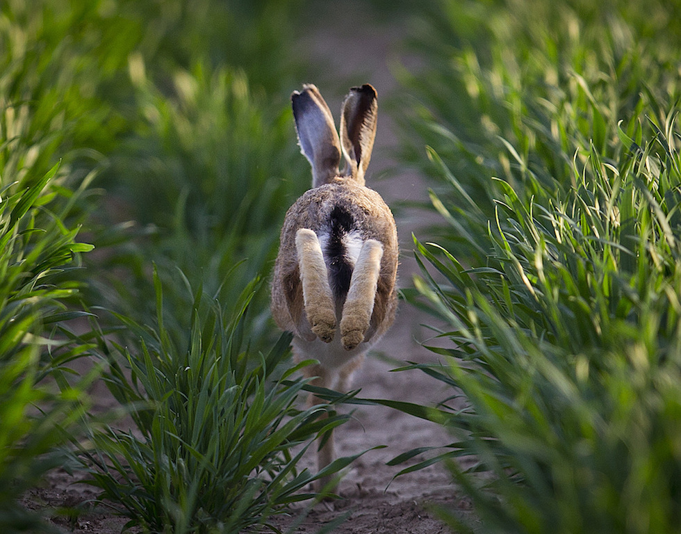 Weekly Beasts di sabato 28 aprile 2018 - Il Post