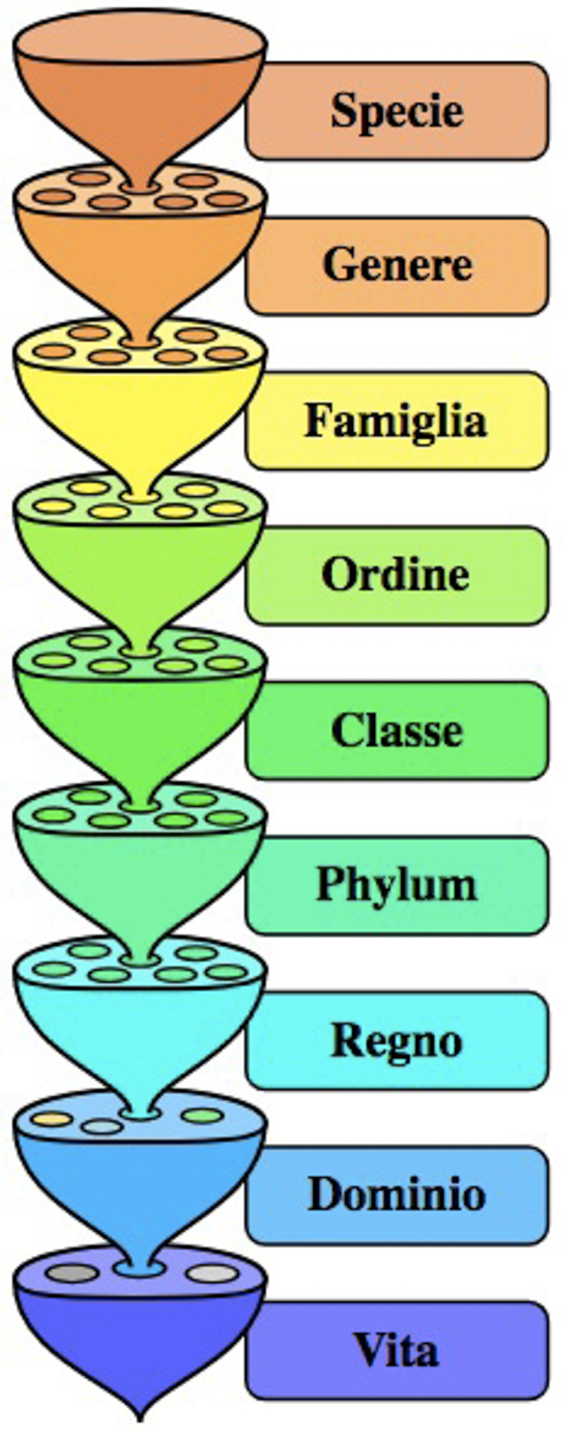 Abbiamo trovato una classificazione per questi strani microbi - Il Post