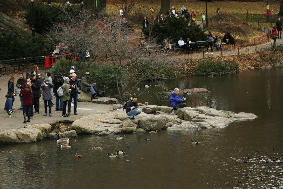 A New York c’è un’anatra di cui parlano tutti - Il Post