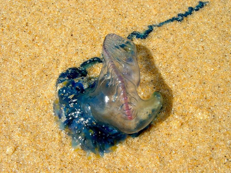 C'è un problemone di meduse in Australia - Il Post