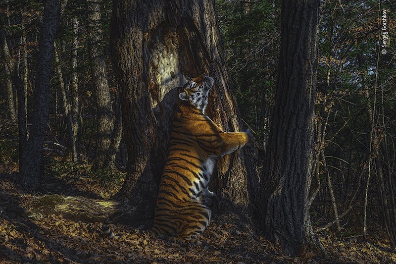 National Geographic Nature Photographer of the Year - Il Post