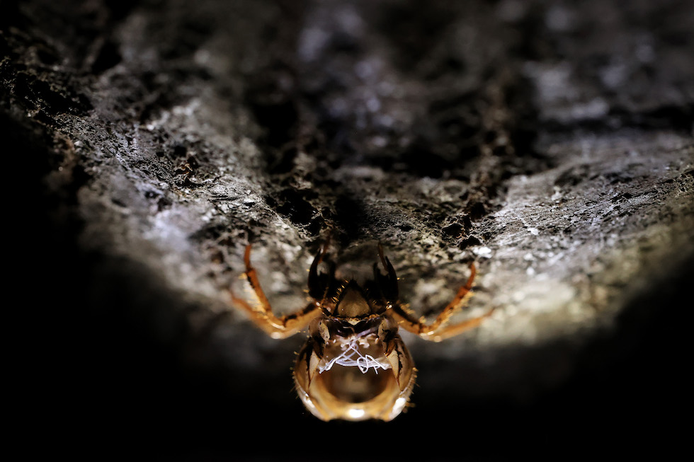Negli Stati Uniti sono arrivate le cicale - Il Post