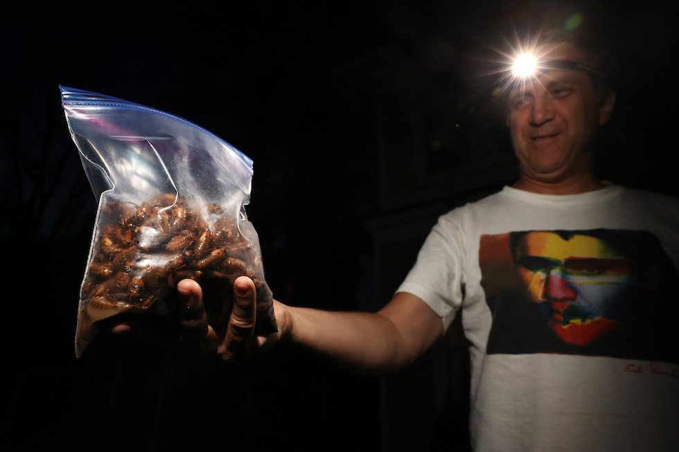 Negli Stati Uniti sono arrivate le cicale - Il Post