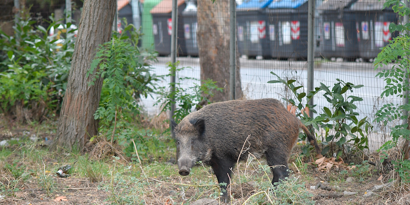 Che ci fanno i cinghiali a Roma - Il Post