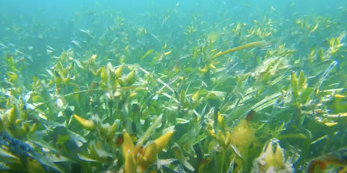 La pianta marina più estesa del mondo - Il Post