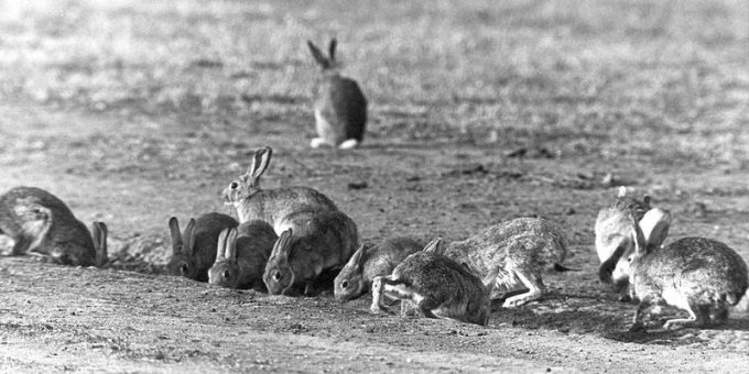 La colonizzazione dei conigli in Australia cominciò da soli 24 animali ...