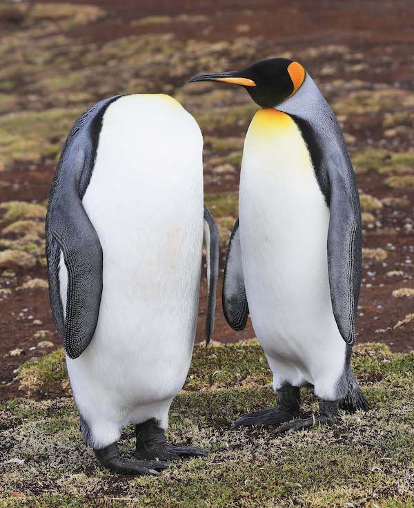 Animali, buffi - Il Post