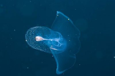 Esistono conchiglie trasparenti - Il Post