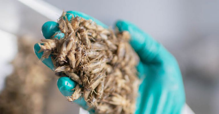 Le farine di insetti, spiegate - Il Post