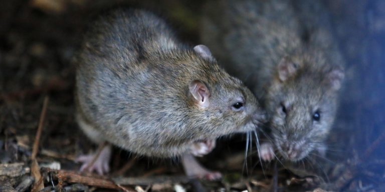 Parigi vuole cambiare approccio coi ratti - Il Post