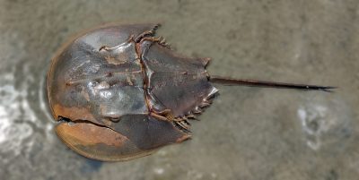 Gli Stati Uniti non lasciano in pace i limuli - Il Post