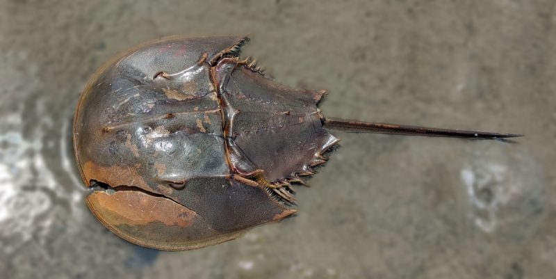 Gli Stati Uniti non lasciano in pace i limuli - Il Post