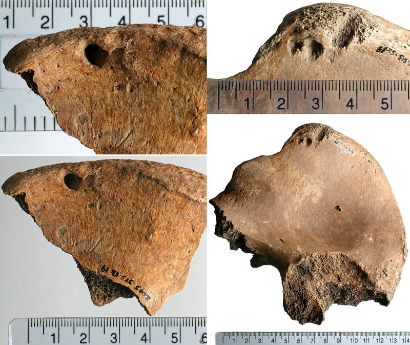 Una prima prova diretta dei combattimenti tra uomini e leoni nell ...