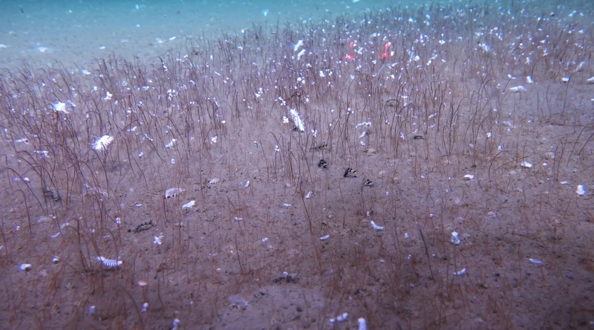 Gli animali che vivono nei posti più profondi dell’oceano